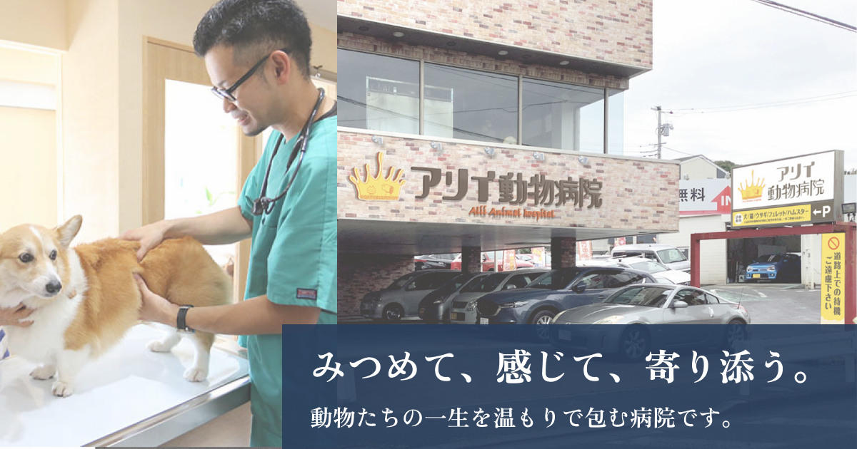 可愛いは無敵😻 | アリイ動物病院