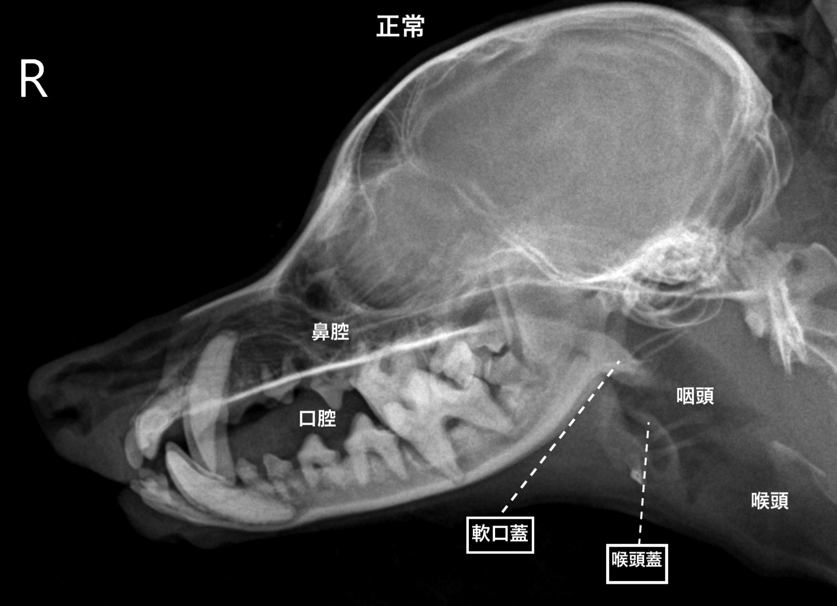 軟部外科シリーズ：軟口蓋過長症 | アリイ動物病院
