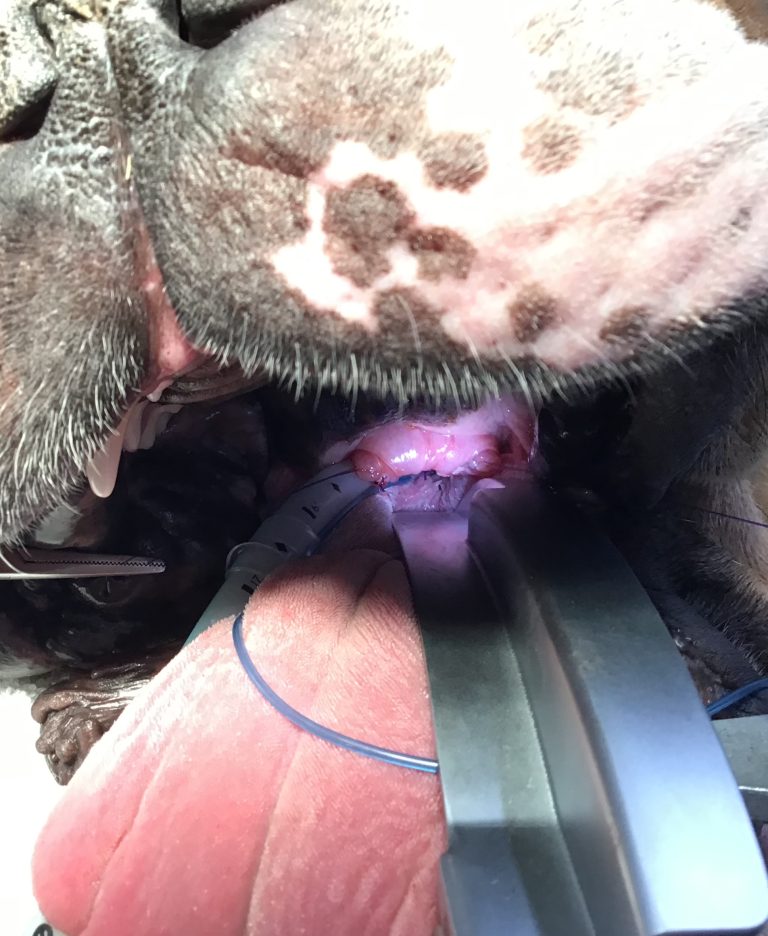 軟部外科シリーズ：軟口蓋過長症 | アリイ動物病院