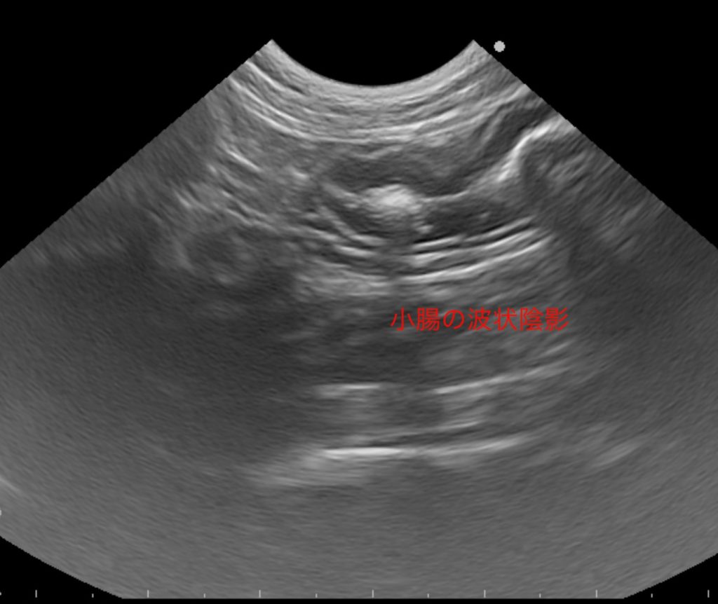 検査シリーズ3：超音波検査（エコー検査） | アリイ動物病院