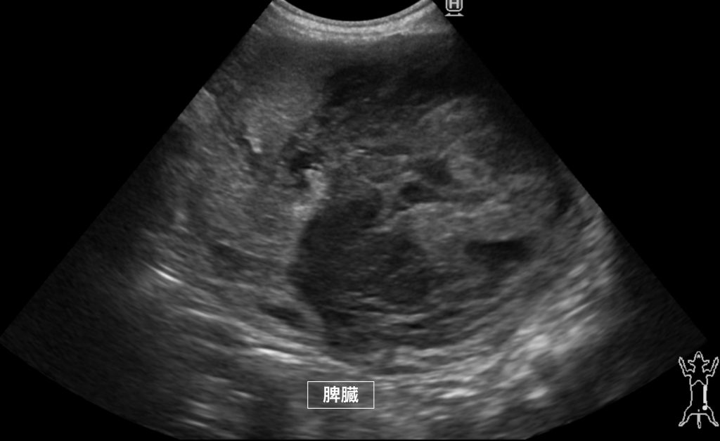 軟部外科シリーズ：脾臓摘出 | アリイ動物病院