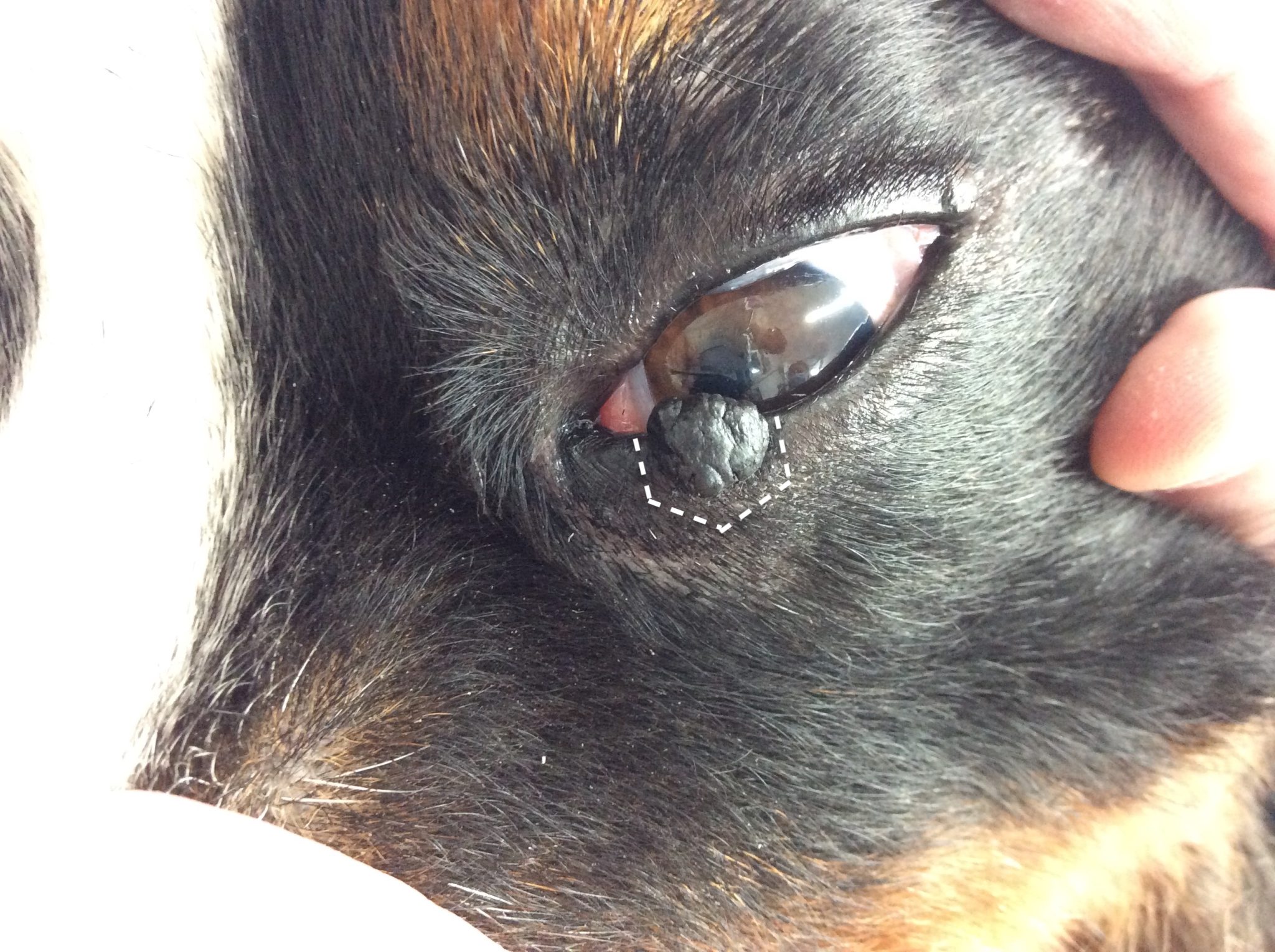 軟部外科シリーズ：眼瞼皮膚腫瘍 | アリイ動物病院