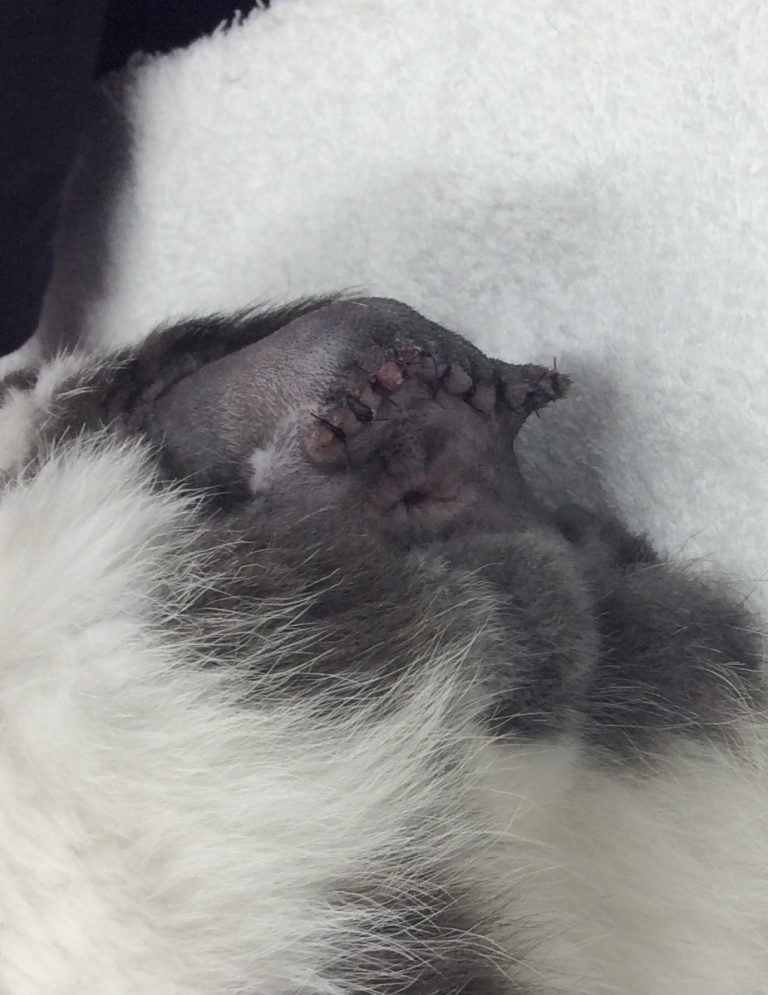 軟部外科シリーズ：断尾 | アリイ動物病院