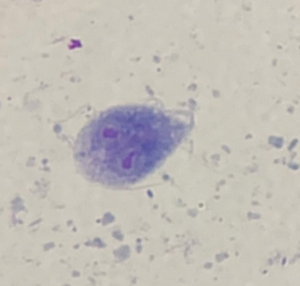 消化器疾患シリーズ11：犬のジアルジア症 | アリイ動物病院